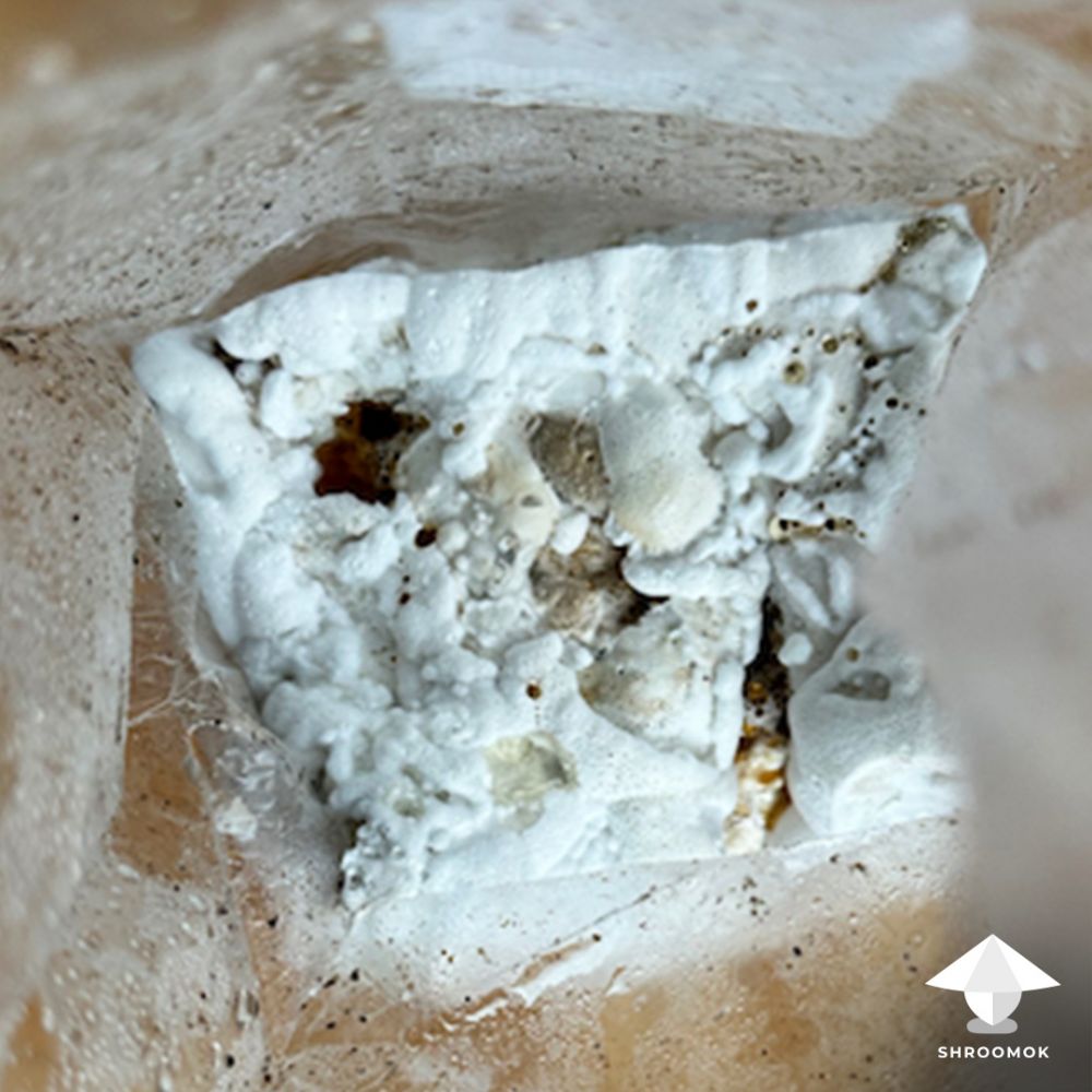 Natalensis grow bag fruiting and overlay problems