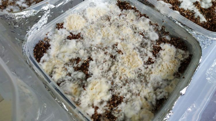 Mycelium metabolites or mushroom pee