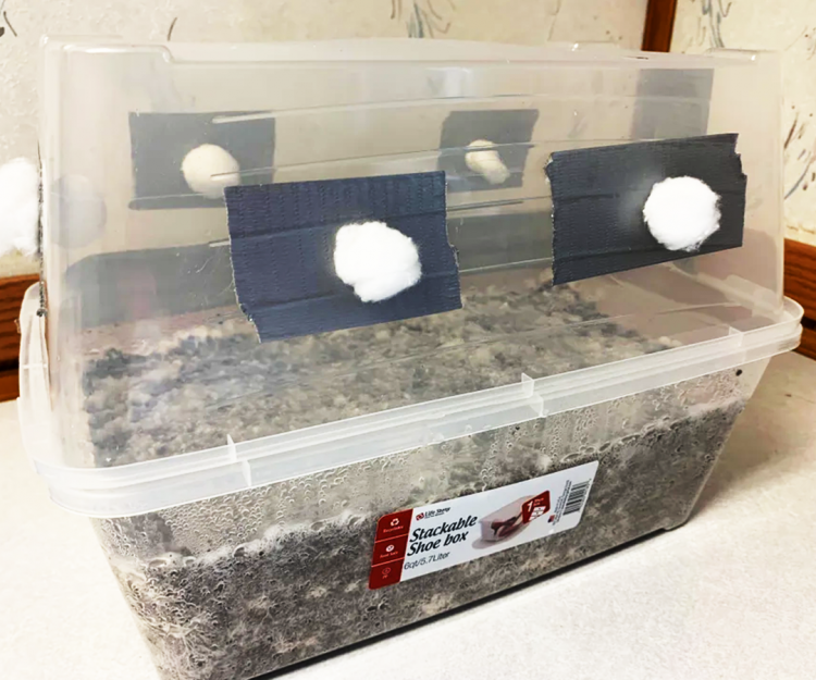 DIY Monotub for Mushroom growing
