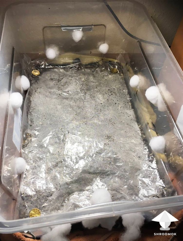 Mushrooms side and bottom pinning