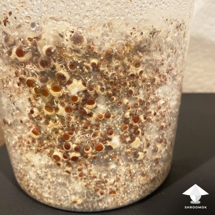 Mushrooms side and bottom pinning
