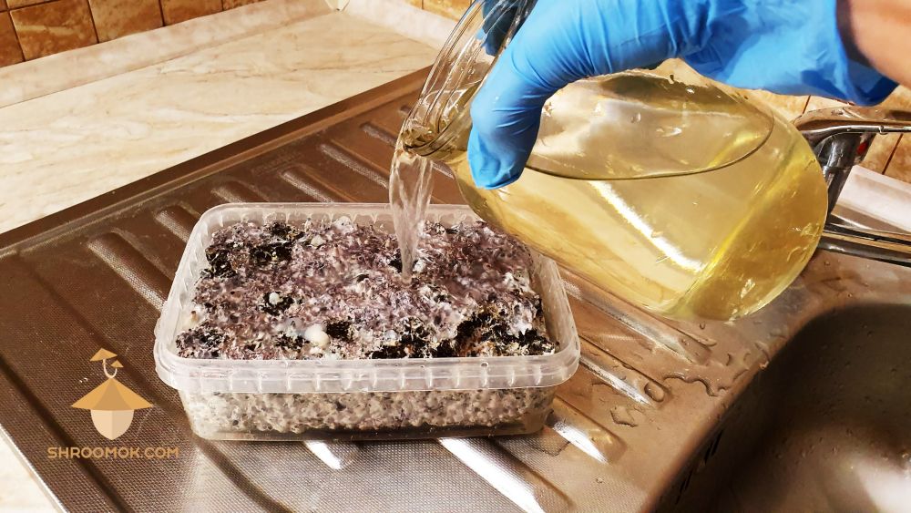 Rehydration of psilocybe cakes