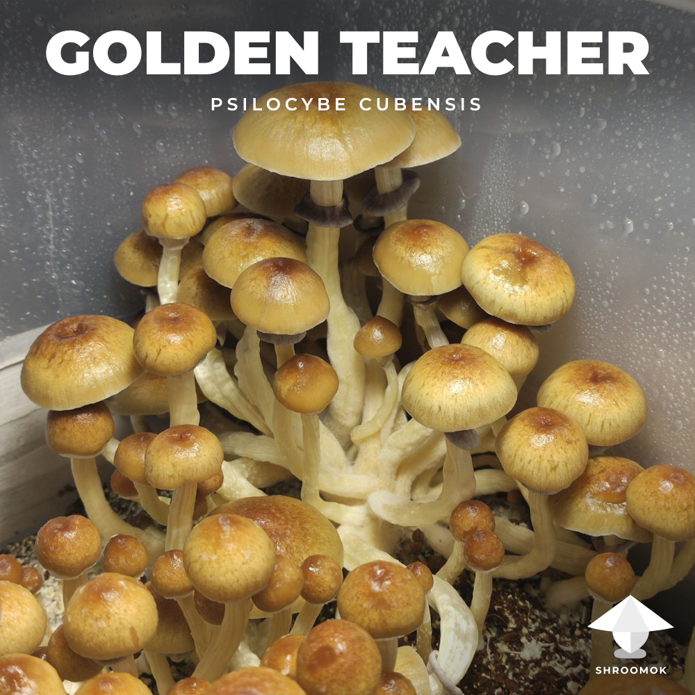 The magic of Golden Teacher mushroom
