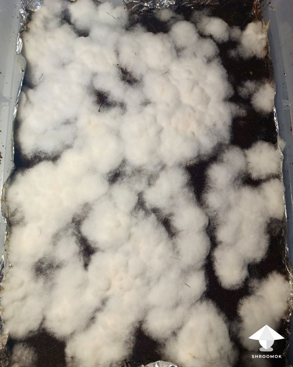 Psilocybe growing problems - overlay, abortions, etc