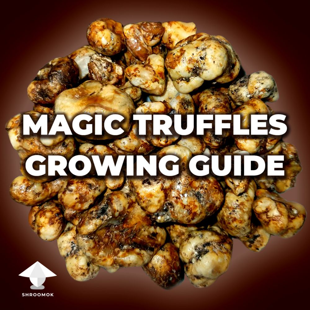 How to grow magic truffles Psilocybe Mexicana and Tampanensis