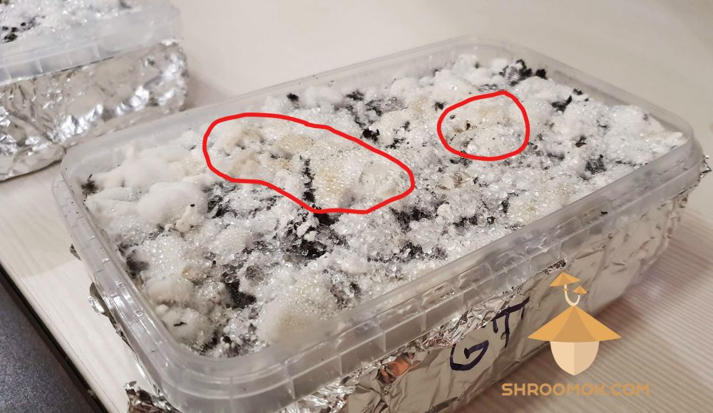 Mycelium metabolites or mushroom pee