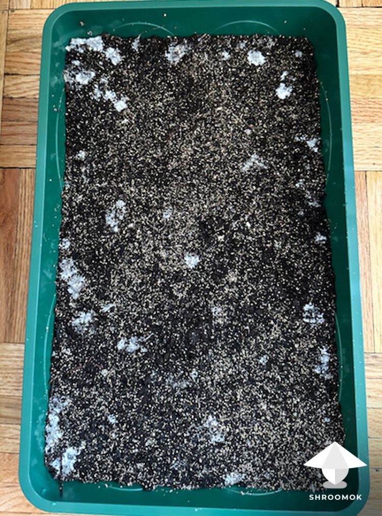 Natalensis grow bag fruiting and overlay problems