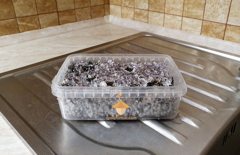 Rehydration of psilocybe cakes