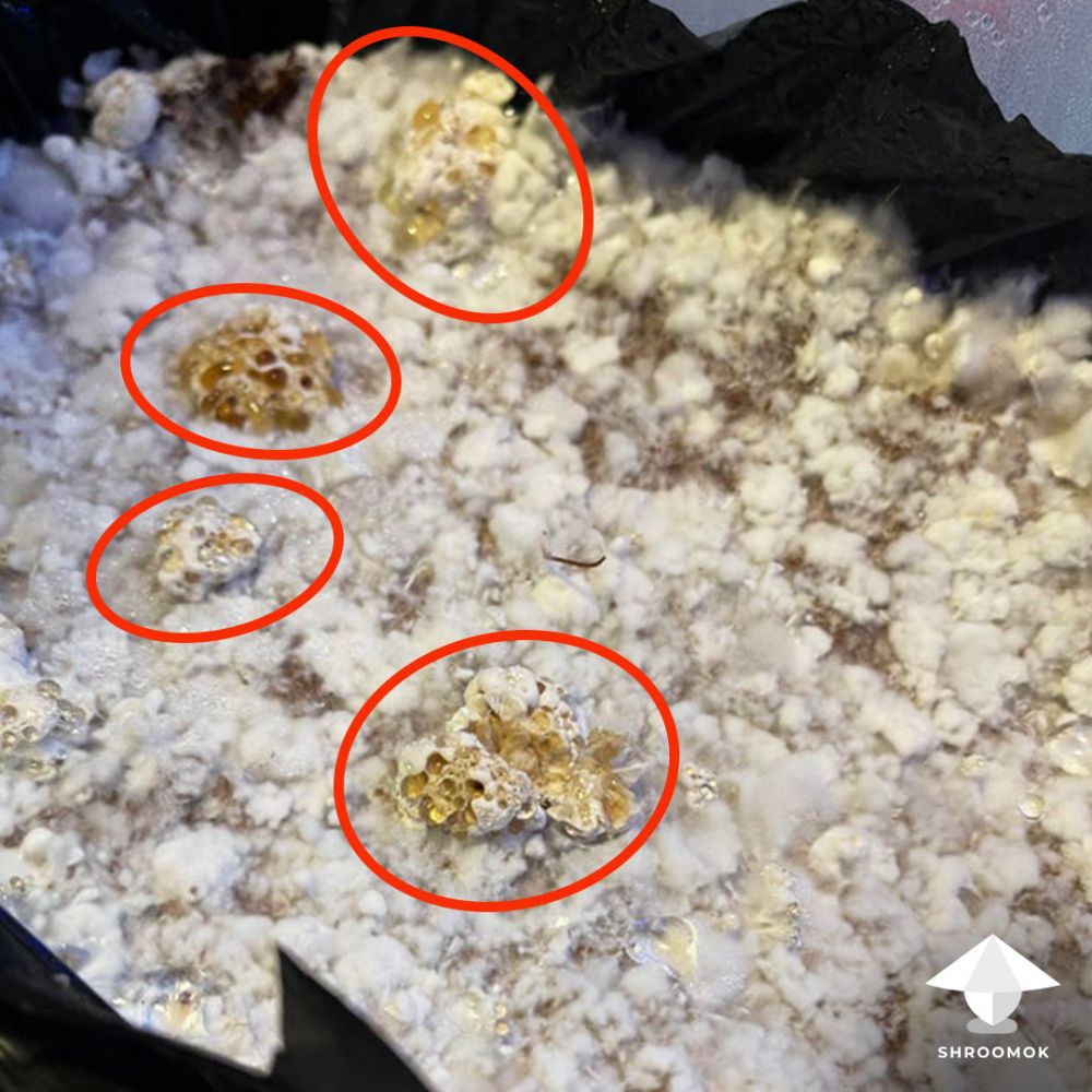 Mycogone contamination aka wet bubble disease