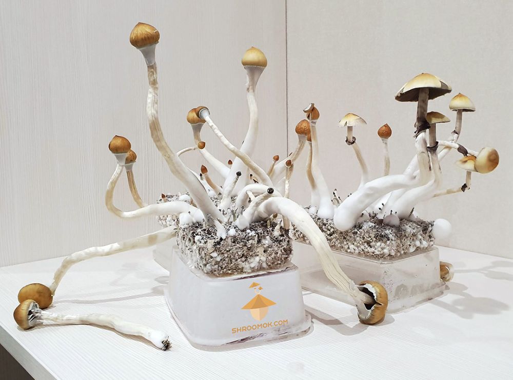 Why Mushrooms too Leggy, Fuzzy Feet and White Dots on Caps