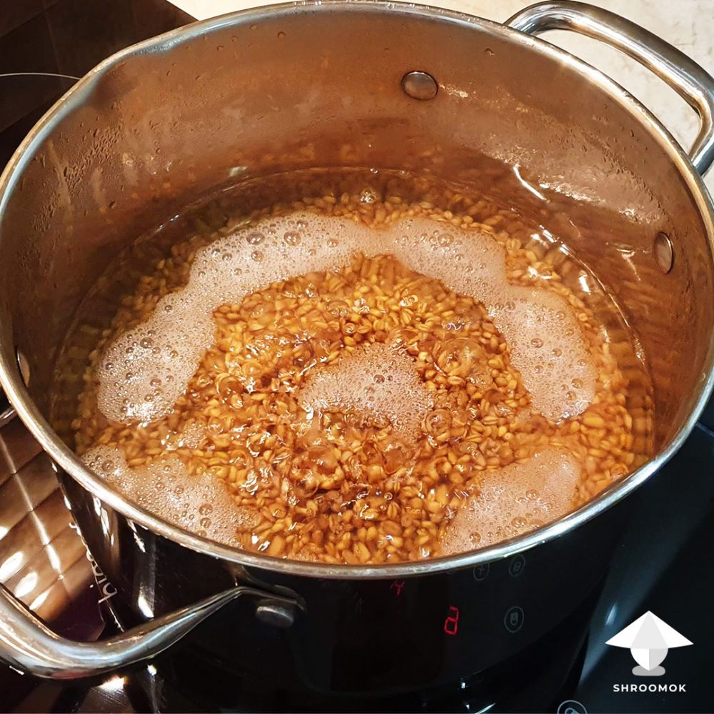 How to grow magic truffles Psilocybe Mexicana and Tampanensis