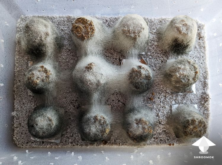 How to identify and get rid of Cobweb Mold