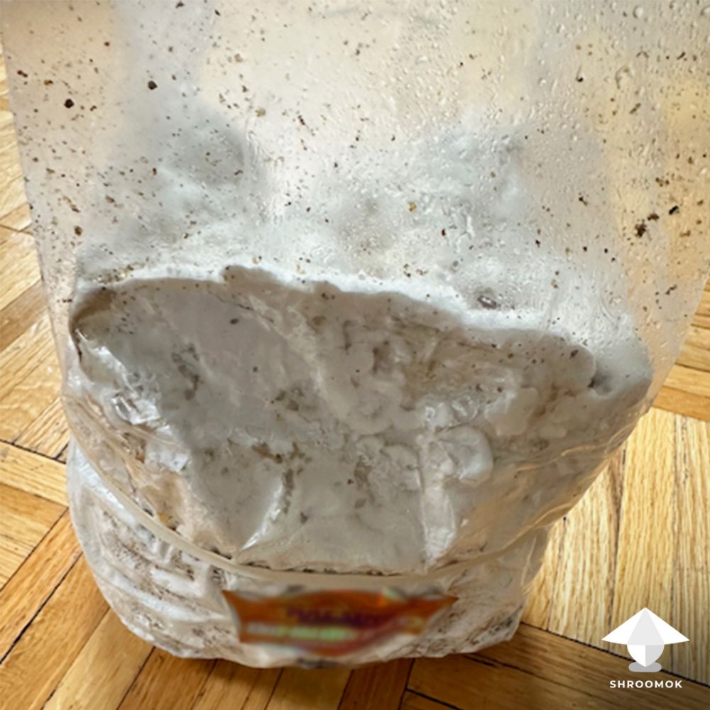 Natalensis grow bag fruiting and overlay problems