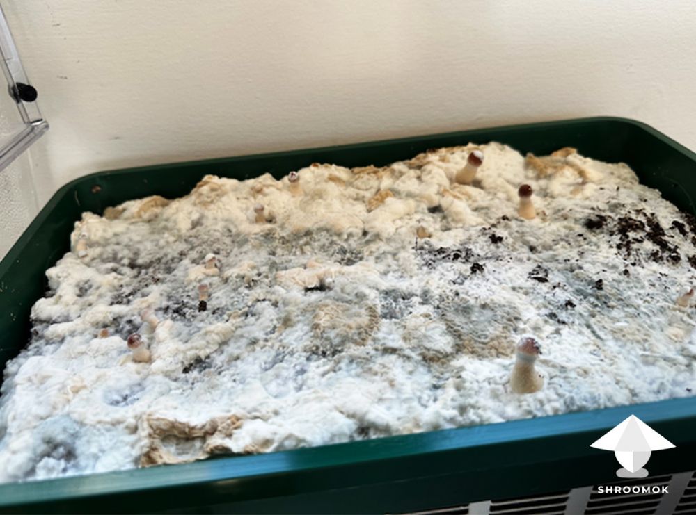 Natalensis grow bag fruiting and overlay problems
