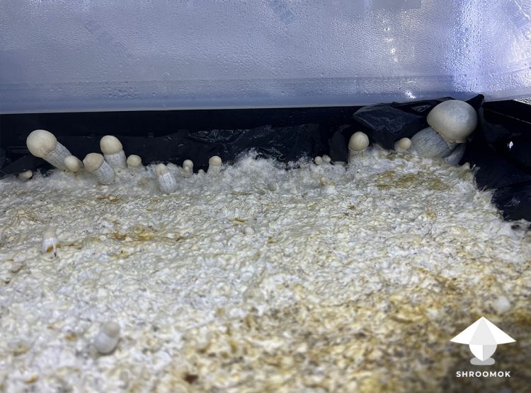 Mushrooms side and bottom pinning