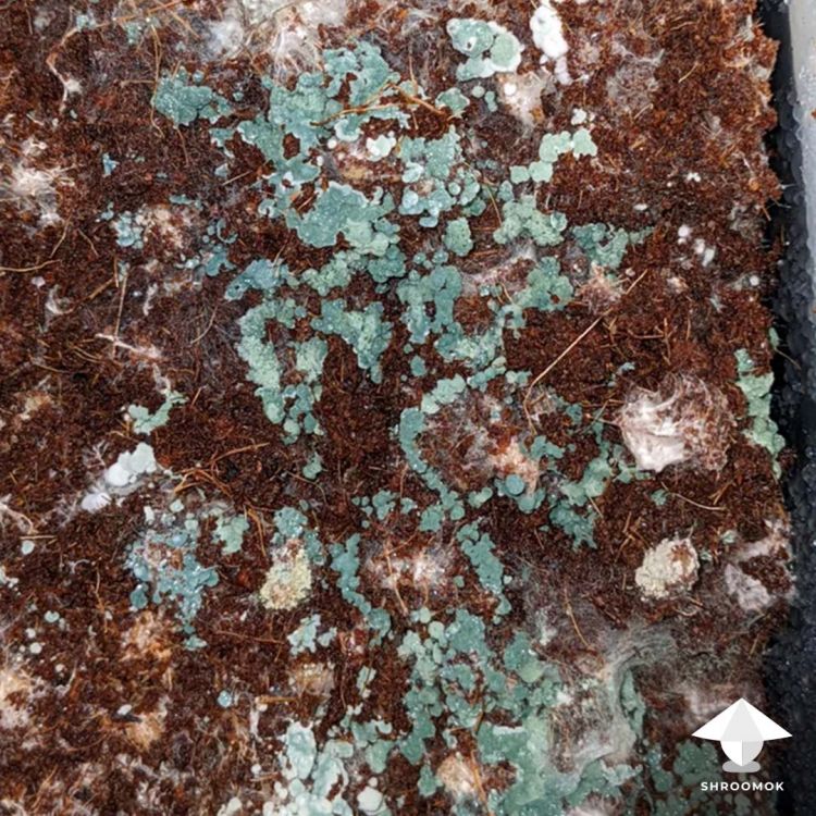 Green mold contamination aka Trichoderma | Growing Troubleshooting by ...