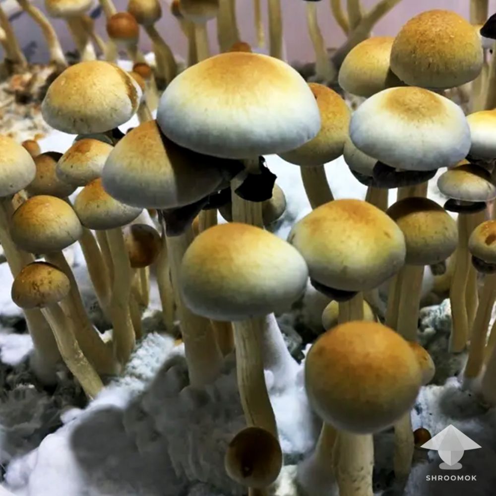 Growing shrooms during the hot period