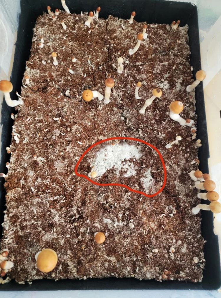 Green mold contamination aka Trichoderma