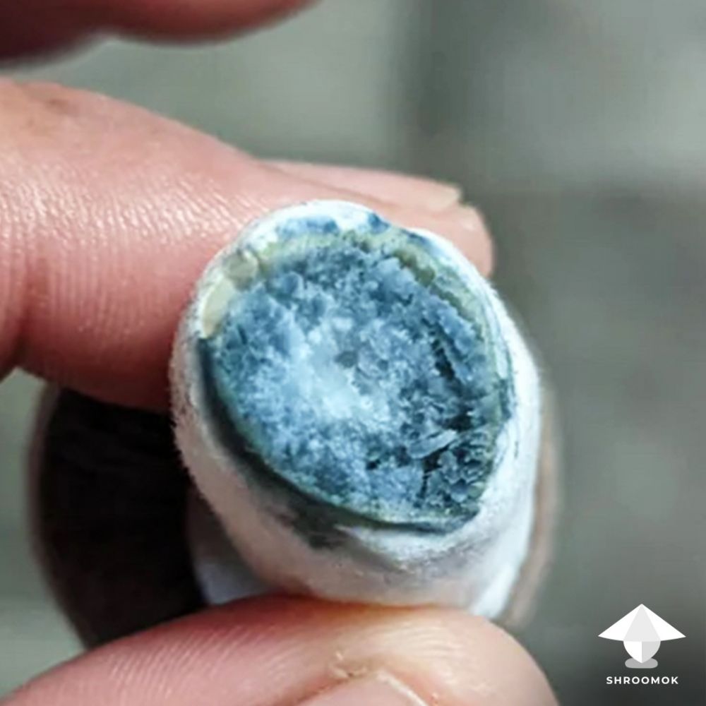 How to recognize whether mushrooms contaminated or not