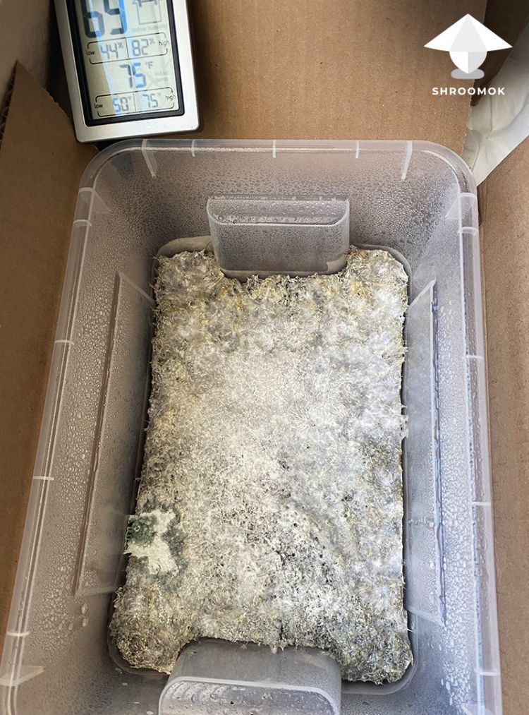 Green mold contamination aka Trichoderma