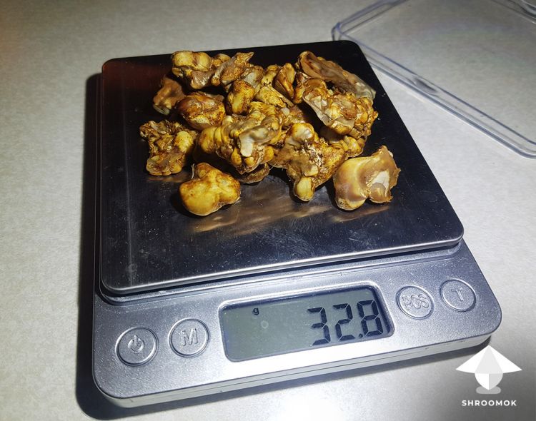 Growing shrooms during the hot period