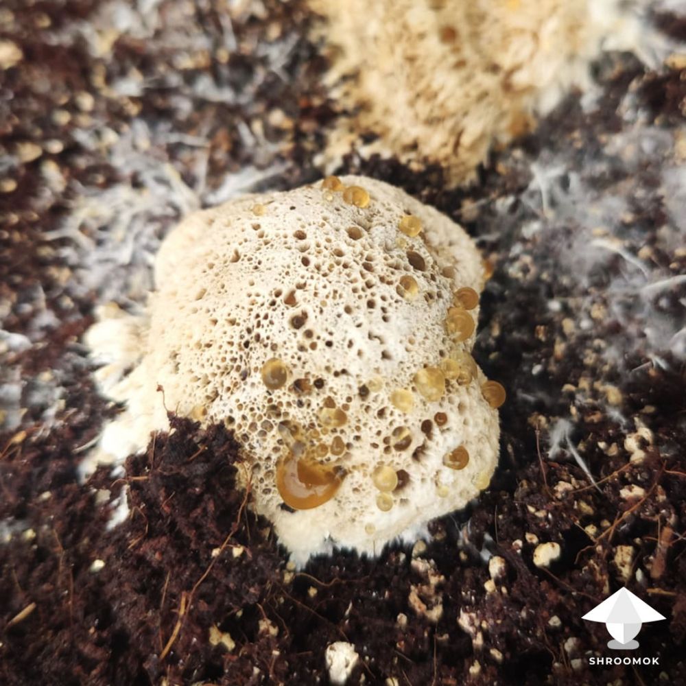 Mycogone contamination aka wet bubble disease