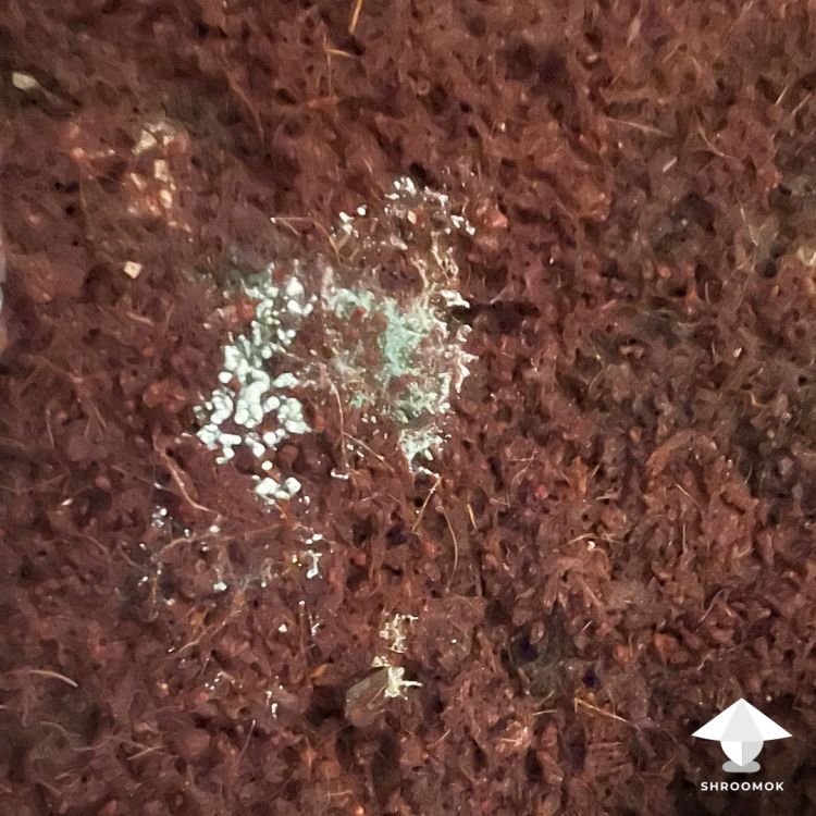 Green mold contamination aka Trichoderma | Growing Troubleshooting by ...