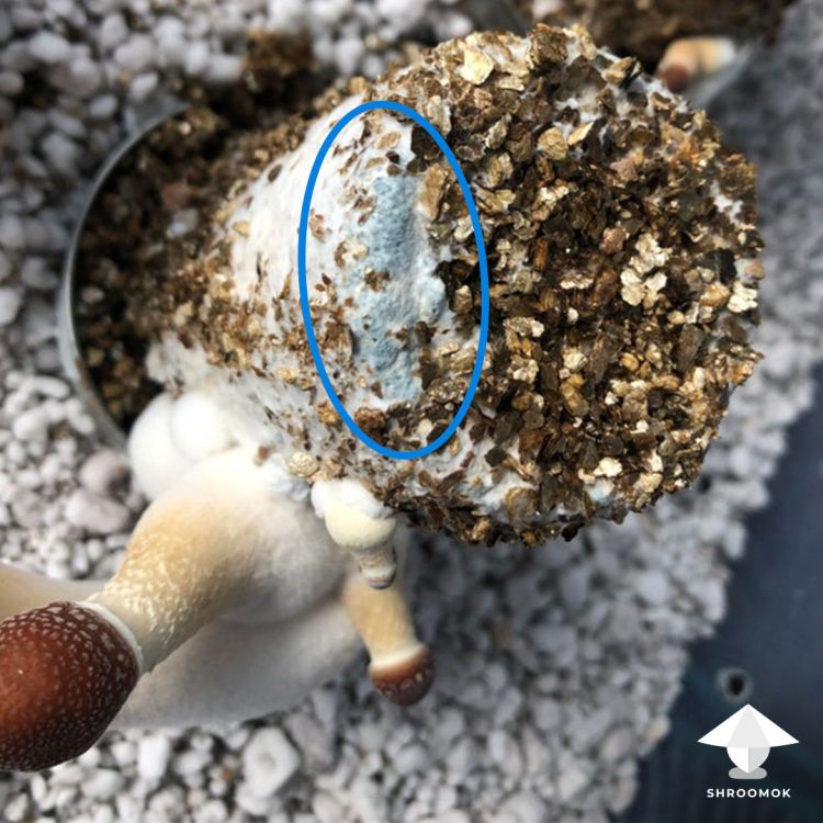 How to recognize whether mushrooms contaminated or not