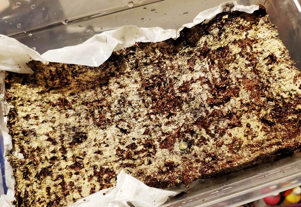 Psilocybe growing problems - overlay, abortions, etc