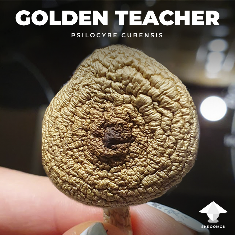 The magic of Golden Teacher mushroom | Mushroom Strains by Shroomok