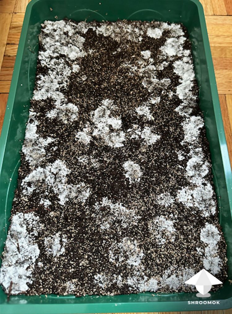Natalensis grow bag fruiting and overlay problems