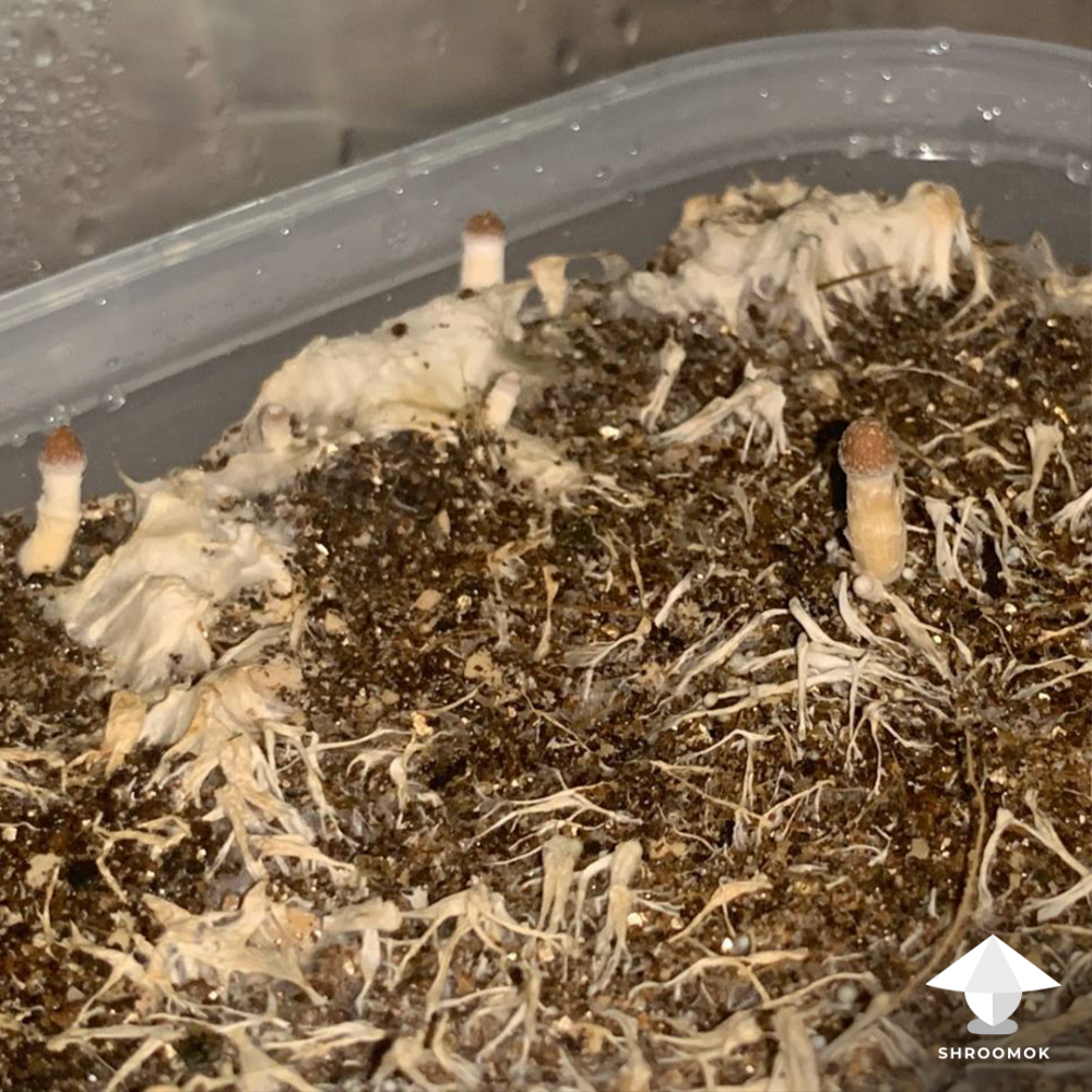 Cobweb mold. Identification and treatment