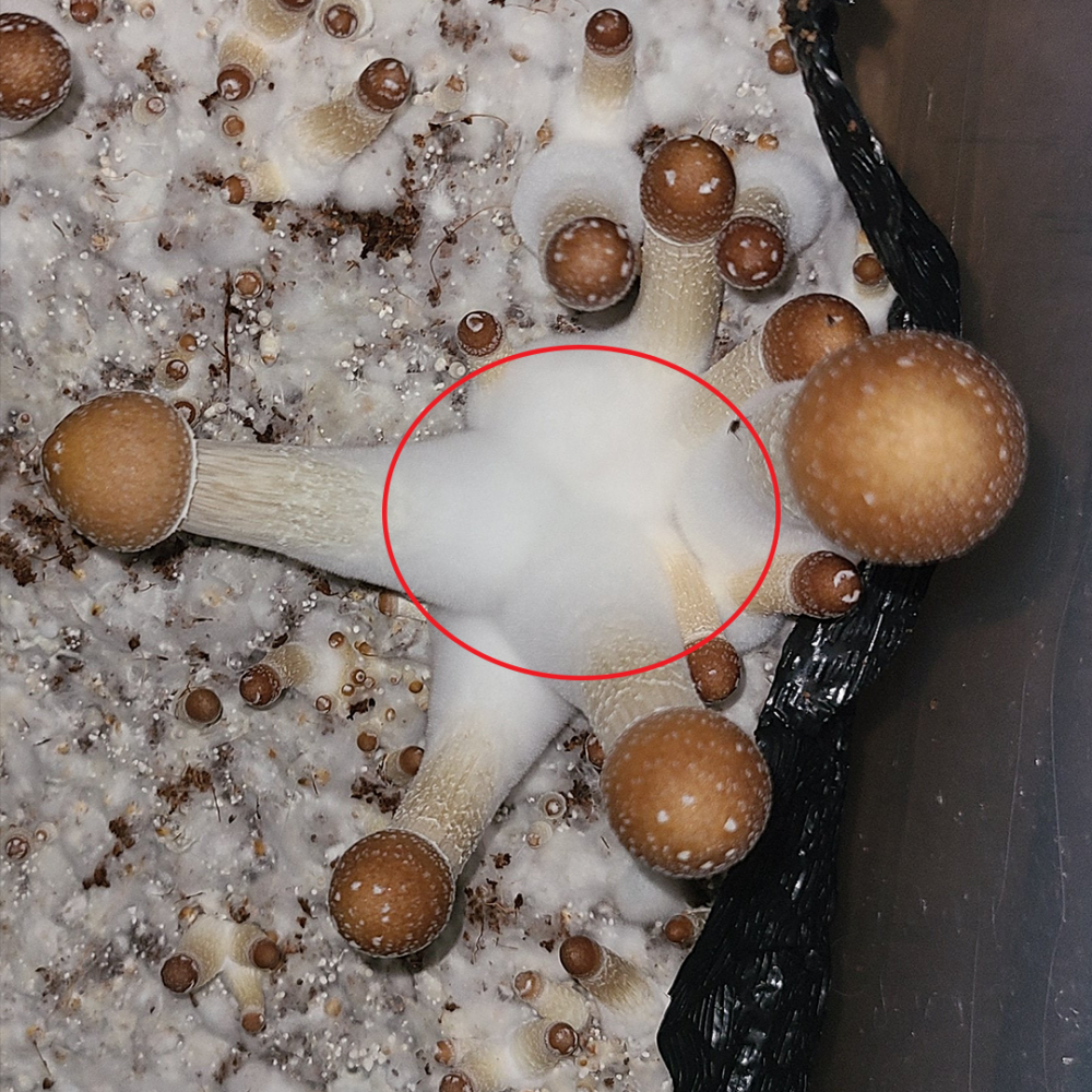 Cobweb mold. Identification and treatment