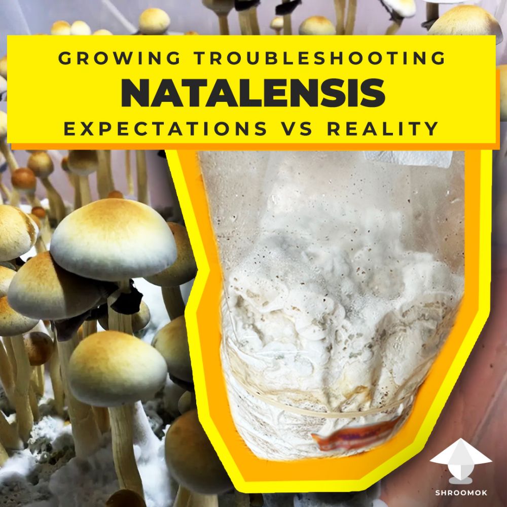 Natalensis grow bag fruiting and overlay problems