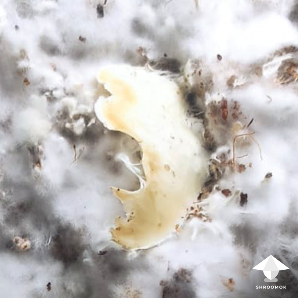 Mycelium metabolites or mushroom pee