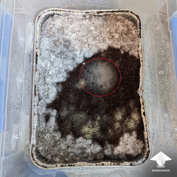 Cobweb mold. Identification and treatment