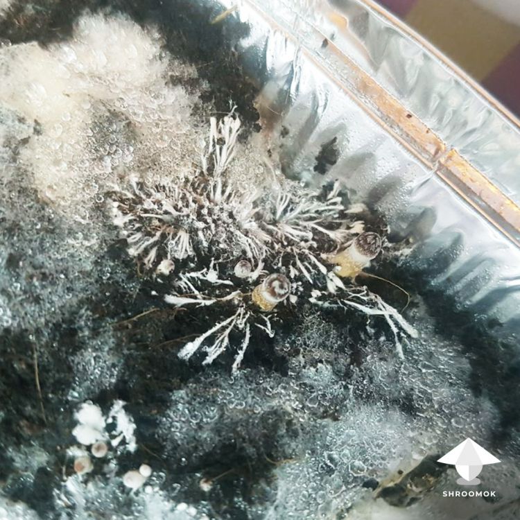 I mixed strains in mushroom cake by accident