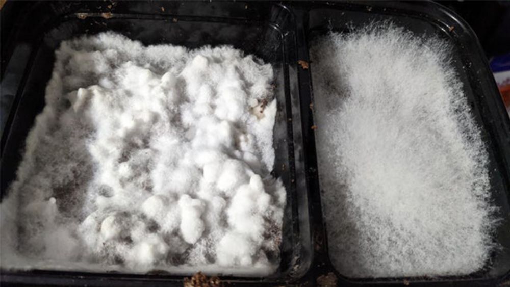 How to identify and get rid of Cobweb Mold