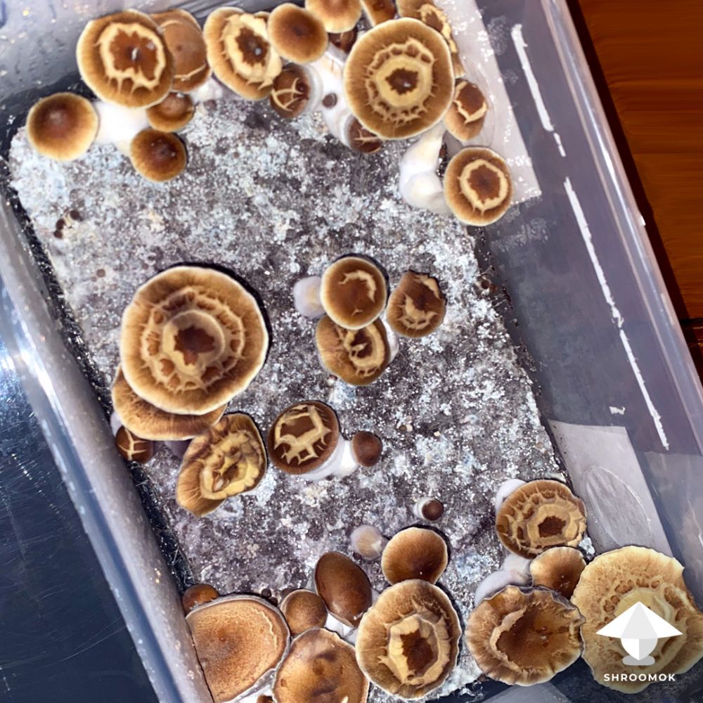 Bacterial brown blotch disease on mushrooms