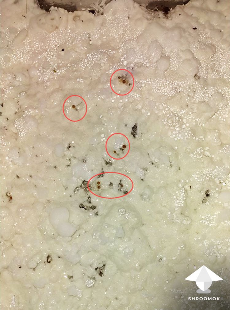 Natalensis grow bag fruiting and overlay problems