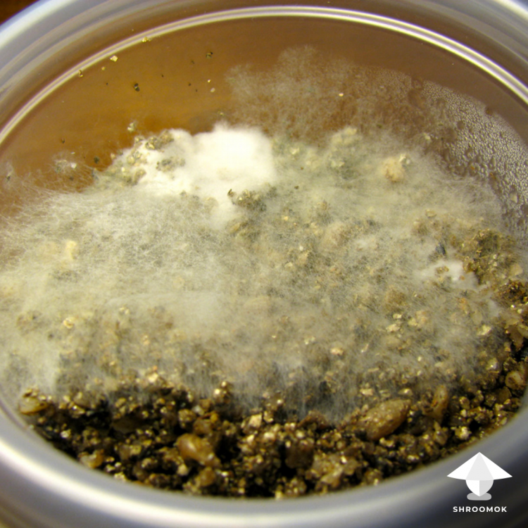 Cobweb mold. Identification and treatment