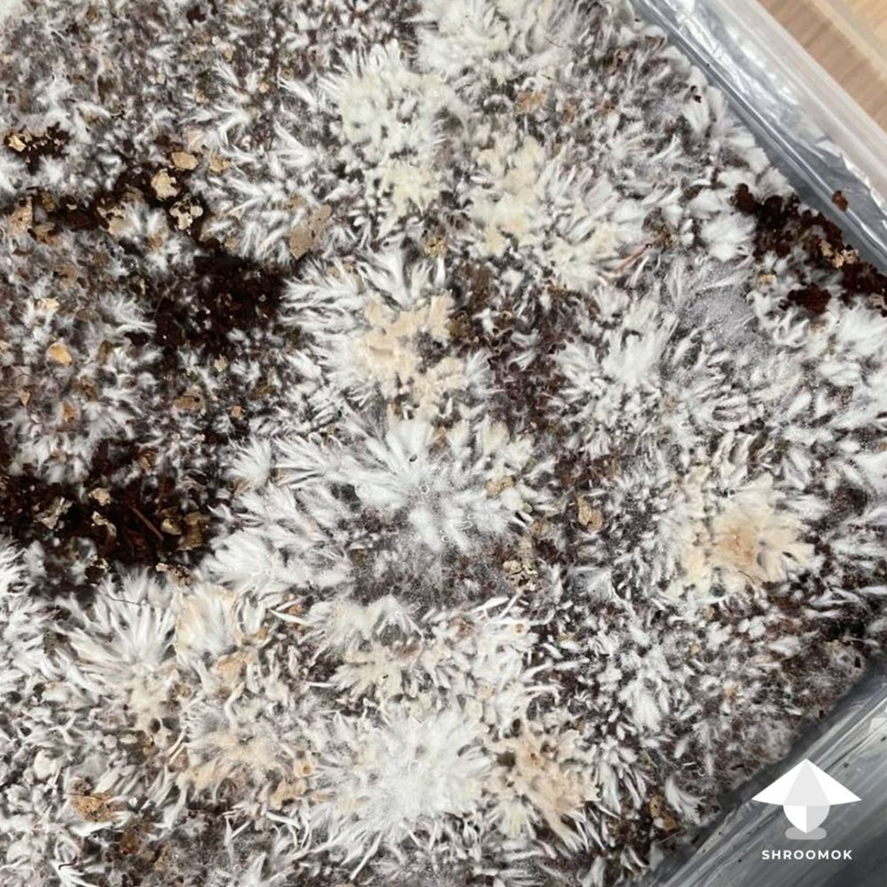 Mycelium metabolites or mushroom pee