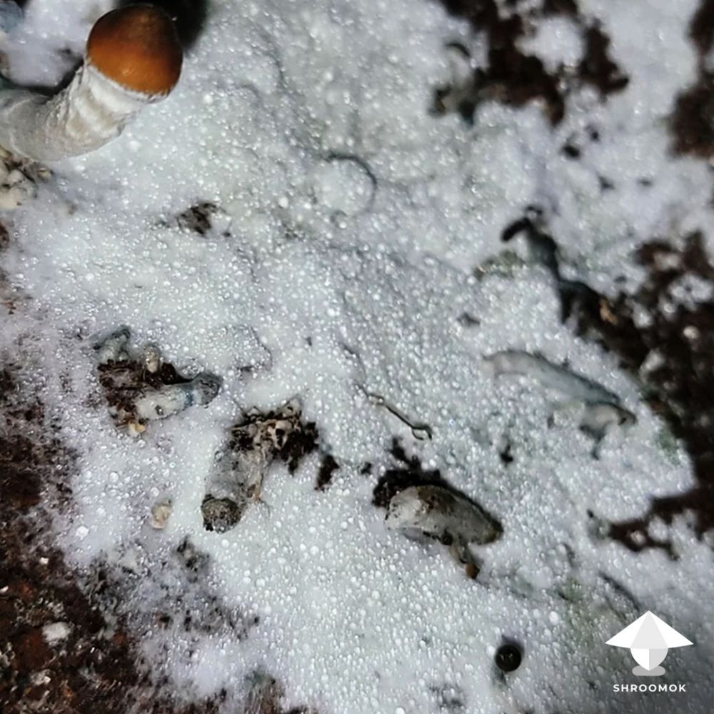 Green mold contamination aka Trichoderma | Growing Troubleshooting by ...