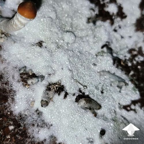 Green mold contamination aka Trichoderma | Growing Troubleshooting by ...