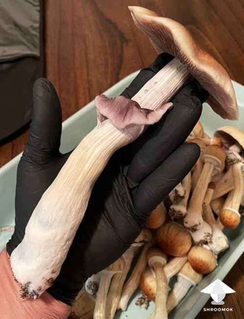 Pink Buffalo mushrooms from Koh Samui in Thailand