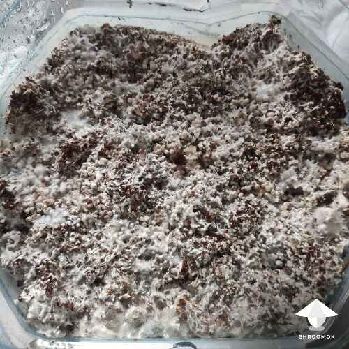 Bottle-tek or how to grow mushrooms in plastic bottles