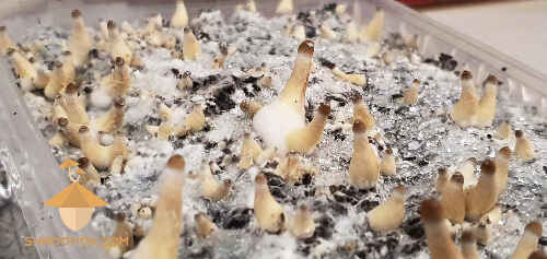 Fruiting period. Pinhead initiation, mushroom pinning and mushrooms ...
