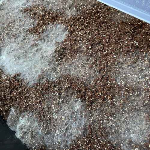 How to identify and get rid of Cobweb Mold