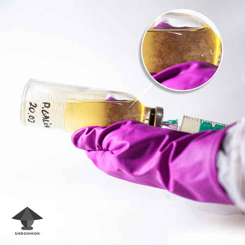 Liquid spore vs Liquid culture | Mushrooms Q&A by Shroomok