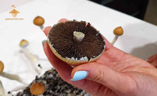 Third flush of magic mushrooms harvest | Mushroom Growing Guide by Shroomok